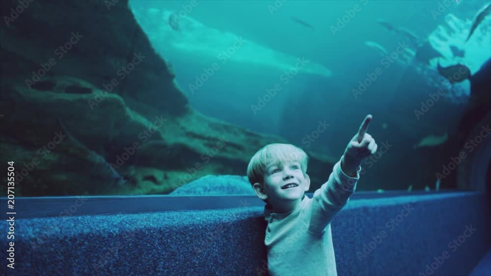 Little caucasian boy pointing surprised at animal in aquarium Stock ...
