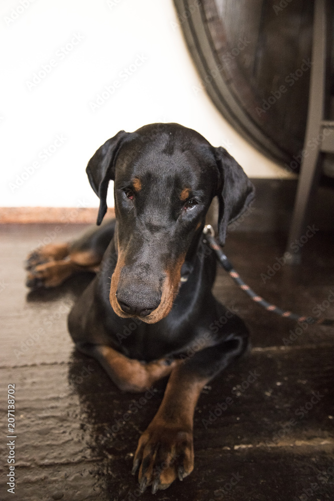 Largest Doberman Breed