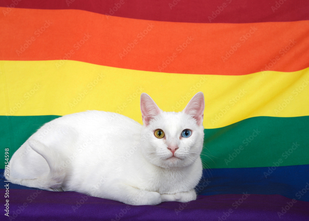 White short haired cat with heterochromia, odd-eyed, one blue one ...
