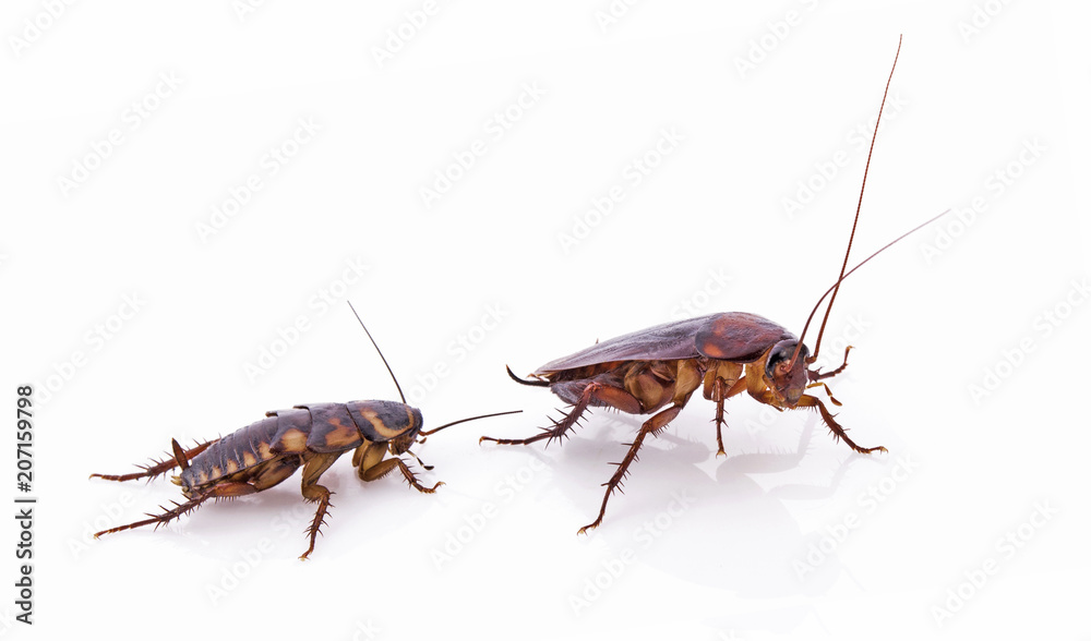 double cockroach isolated on white Stock Photo | Adobe Stock