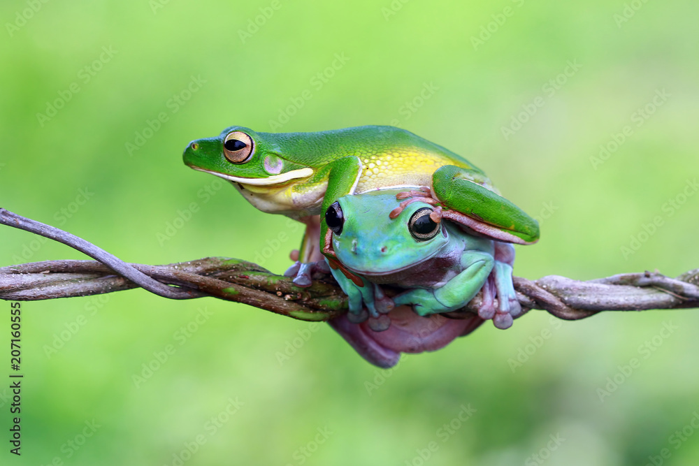 White-lipped tree frog and dumpy frog on top of each other on a branch ...
