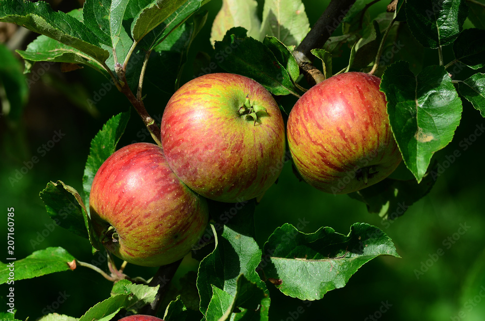 Apfel, Malus domestica, apple, Sorte Gewuerzluiken, Luiken Stock Photo ...