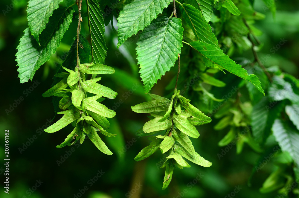 Hainbuche, Carpinus betulus, Weißbuche, Hagebuche, Hornbaum foto de ...
