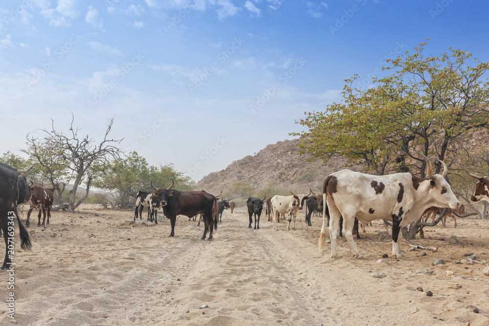 Cows and wild bull grazing in a remote area of the Cunene. Angola ...