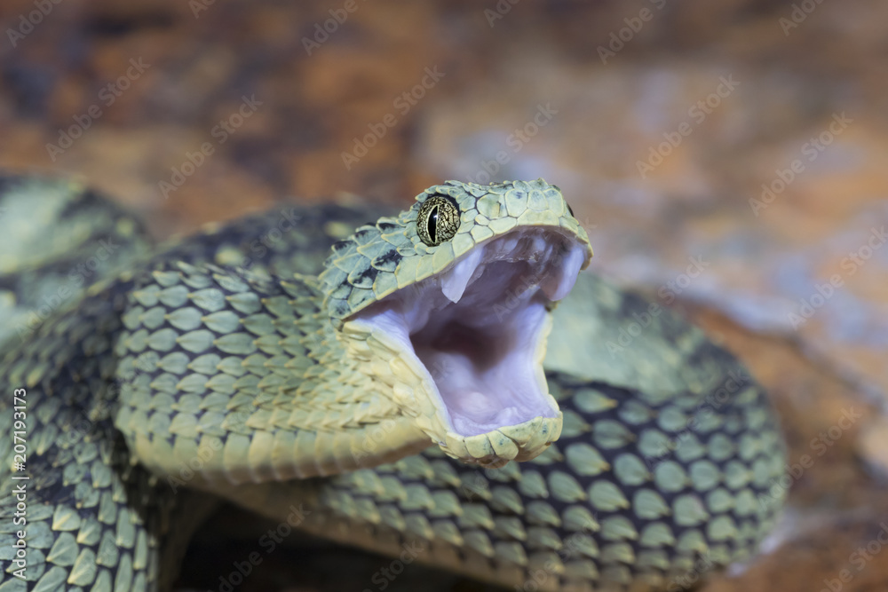 Venomous Bush Viper Snake (Atheris squamigera) showing fanged ...