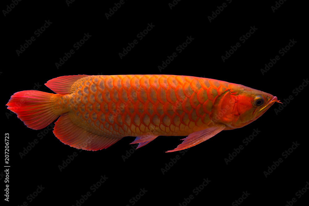 Red Arowana the Asian dragon fish on black background. Stock Photo ...