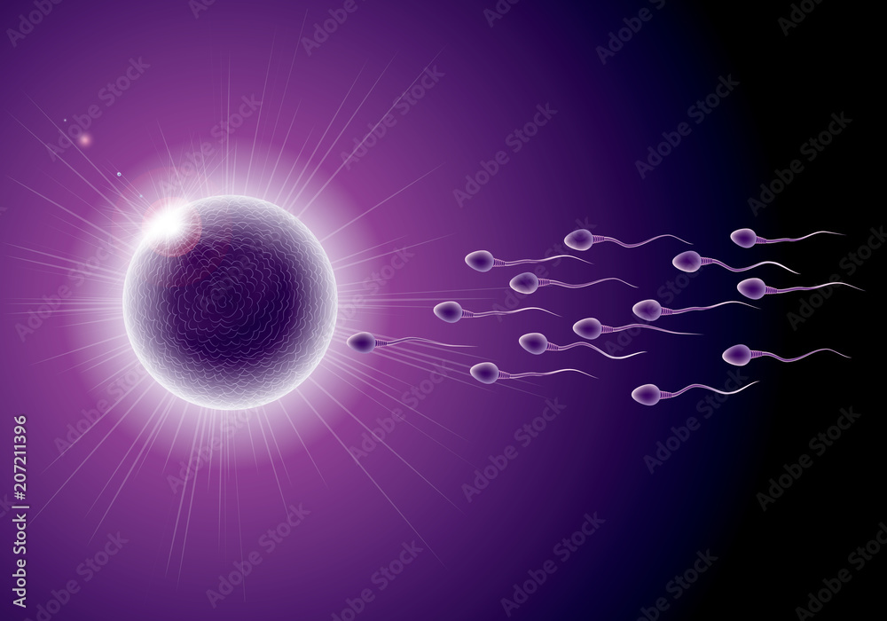Fertilization process design, sperm and ovum combination, many sperm ...