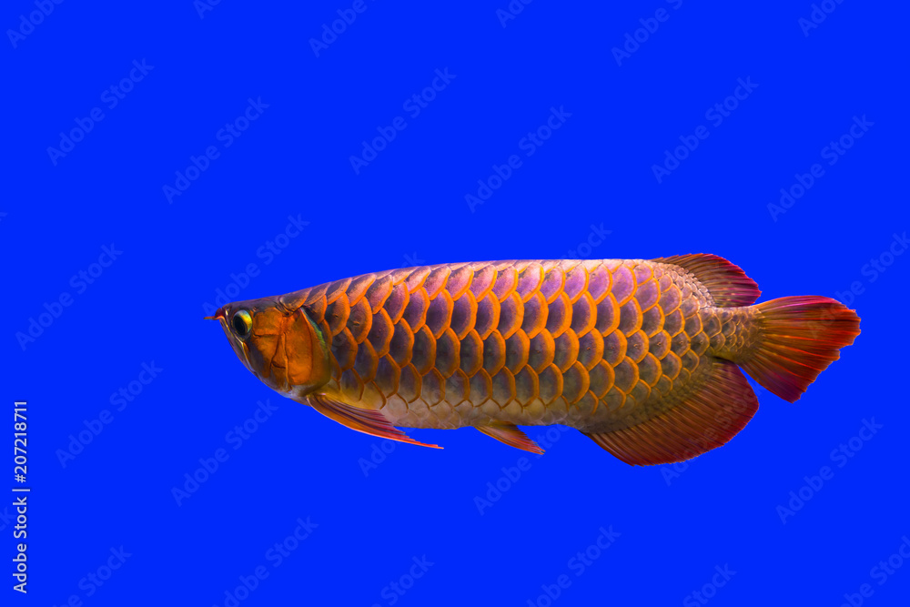 Beautiful Red Arowana the Asian dragon fish Stock Photo | Adobe Stock