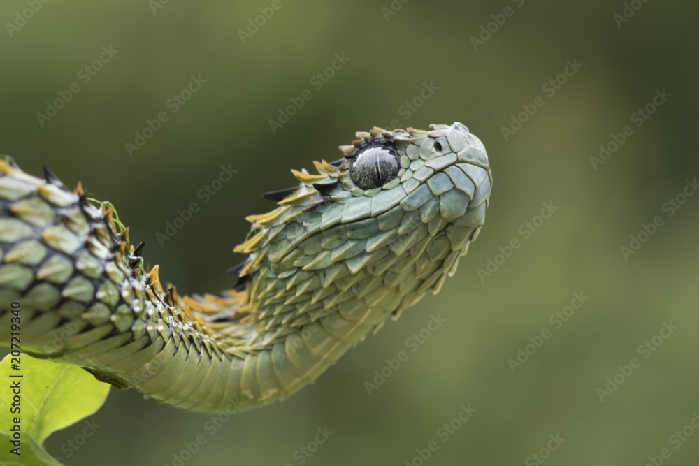 Hairy Bush Viper (Atheris hispida) - Venomous Snake Stock Photo | Adobe ...