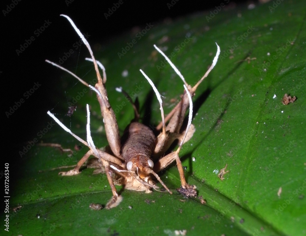 Zombie insect infested by pathogenising fungus-Ophiocordyceps ...