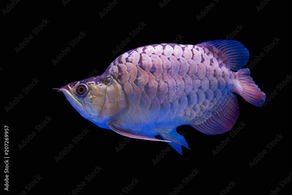 Purple Arowana
