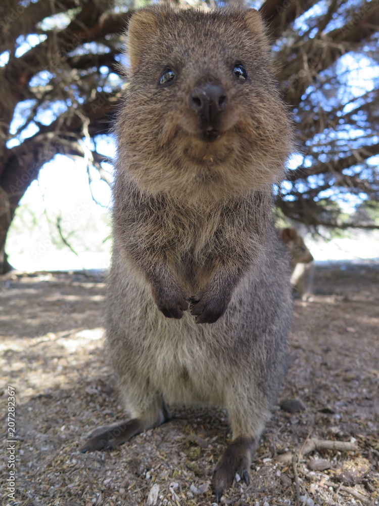 Happiest animal on earth-Quokka-Setonix brachyurus at Rottnest Island ...