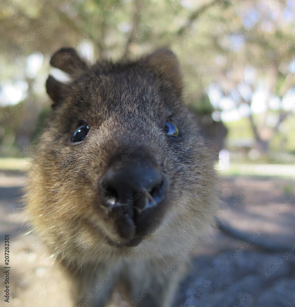 Happiest animal on earth-Quokka-Setonix brachyurus at Rottnest Island ...