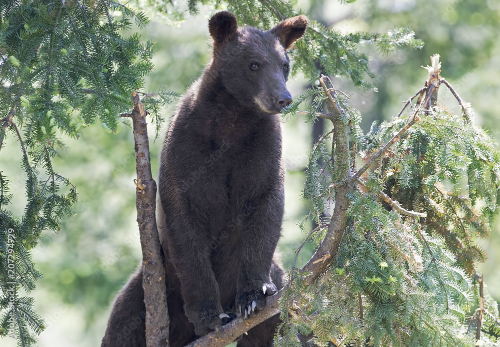 The cinnamon bear (Ursus americanus cinnamomum) is both a color phase ...