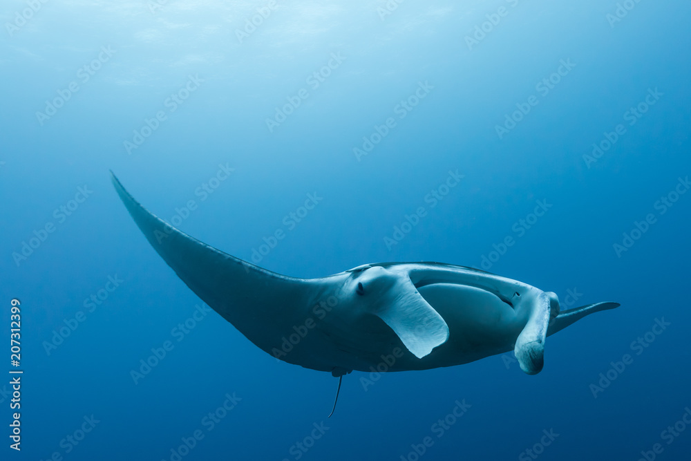 Manta ray flying by in cristal blue water Stock Photo | Adobe Stock
