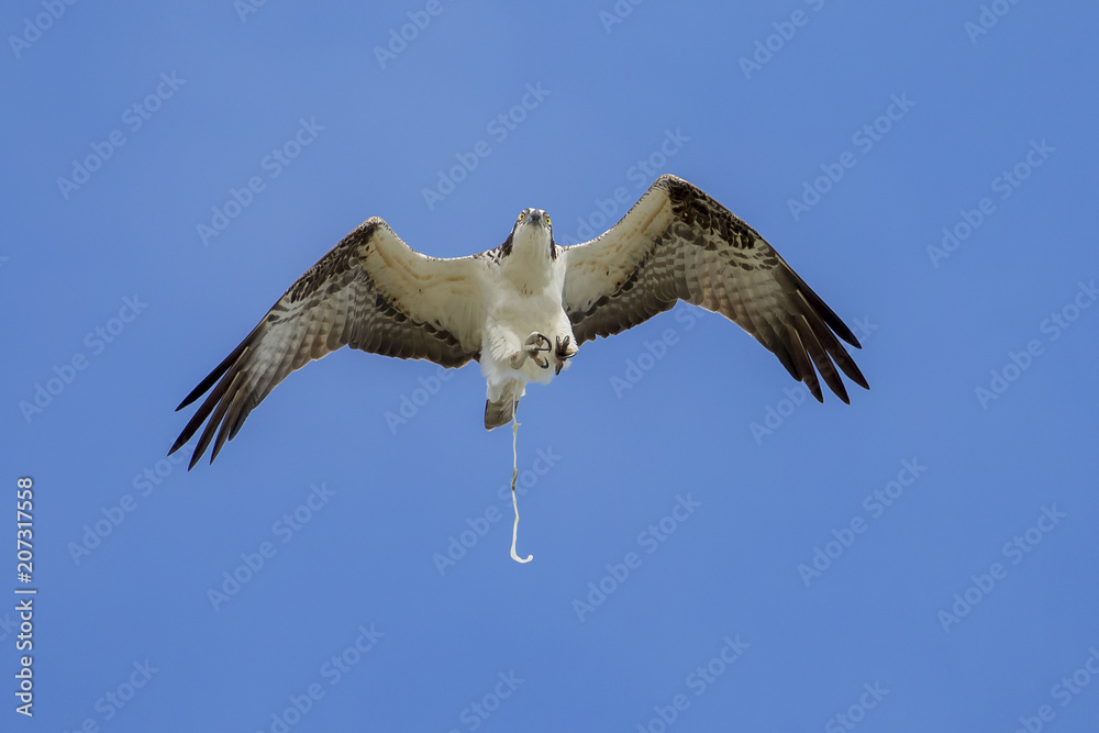 Osprey defecating (pooping) while flying Stock Photo | Adobe Stock