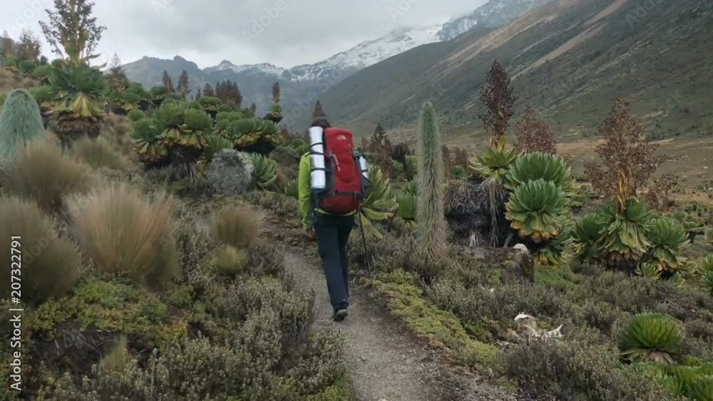 female traveler hiking in beautiful succulent forest in mountains in ...