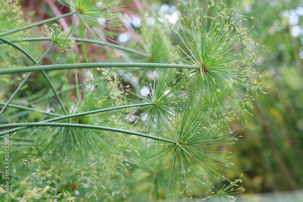Nut grass flowers with daylight in the garden, the nature leaves have ...