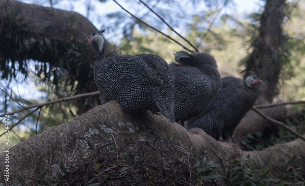 Galinha de Angola; Animais silvestres; aves; natureza Stock Photo ...