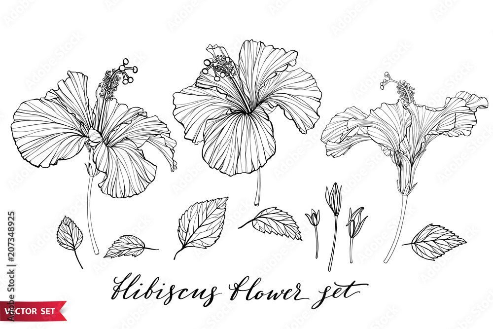 Vector set of hand drawing hibiscus flowers different shapes ...