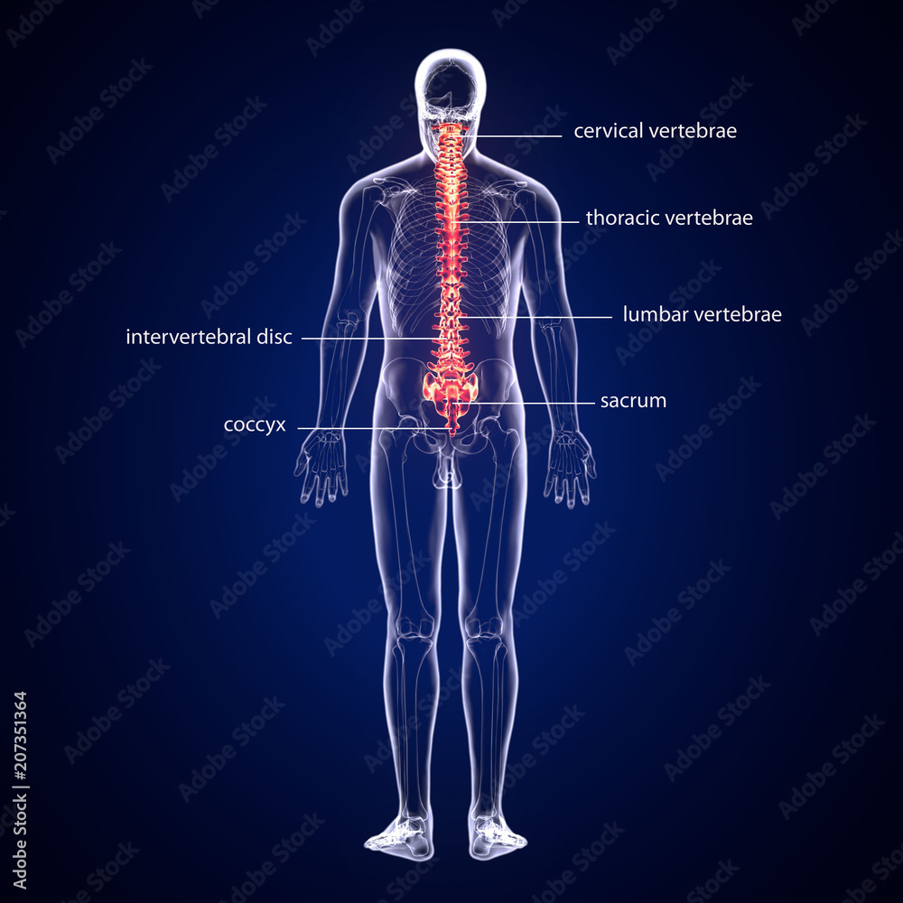 Spinal cord stock illustration. Illustration of human anatomy Stock ...