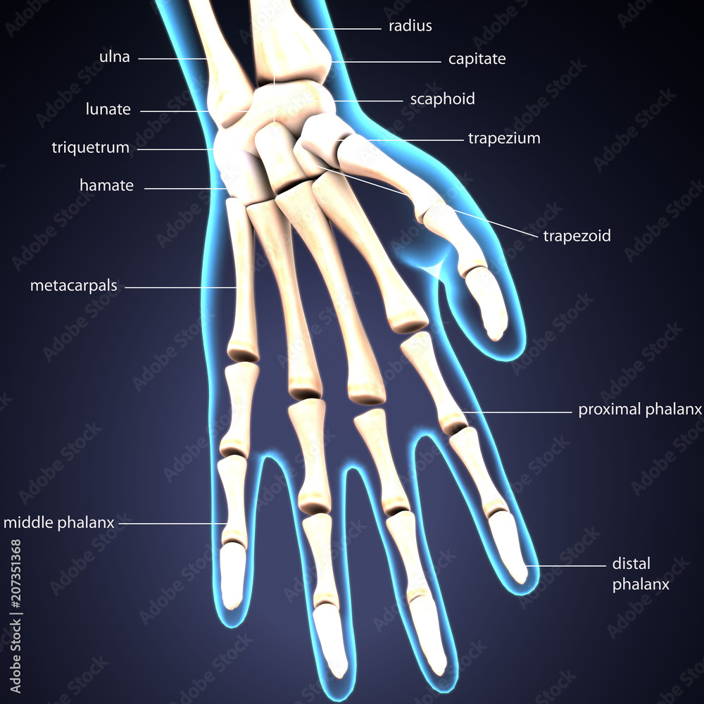 3d illustration of human skeleton finger bone anatomy Stock ...