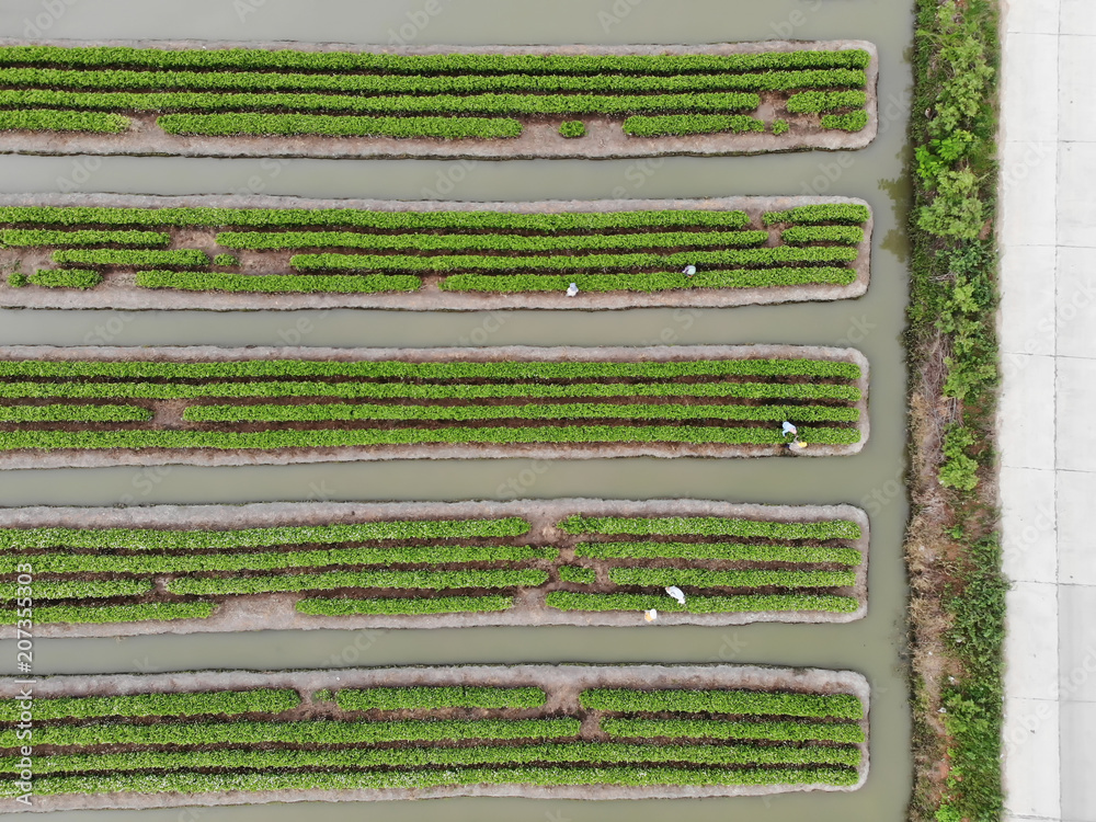 Vegetable Garden Top View
