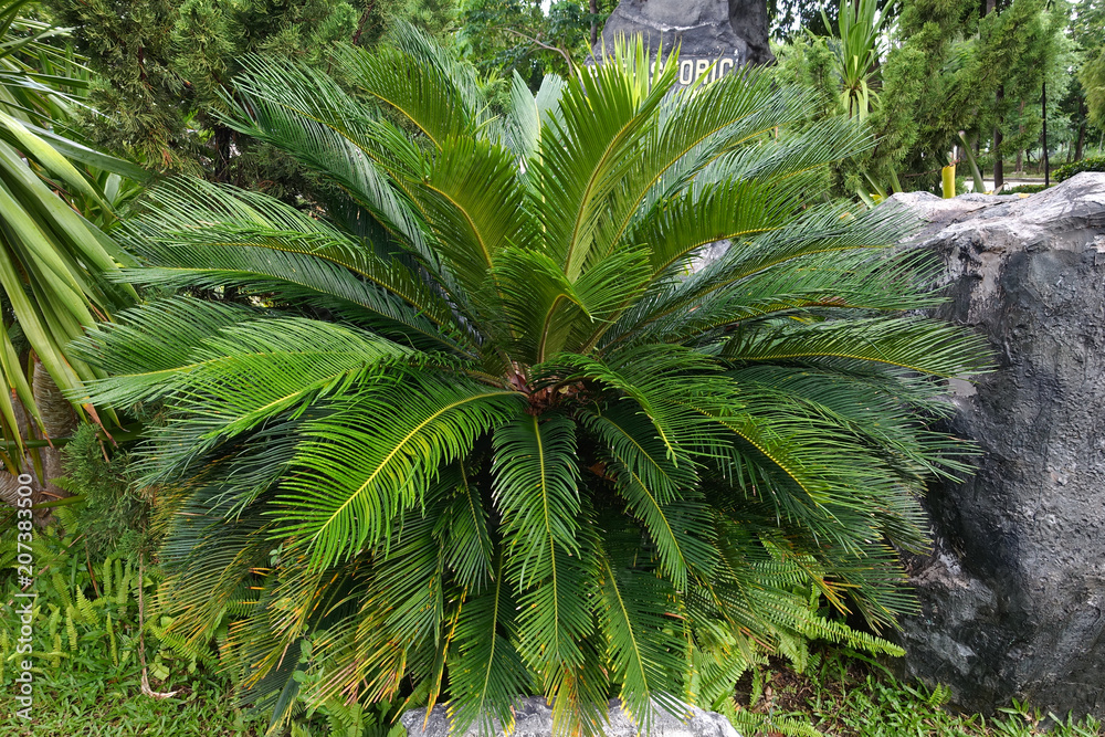 Abstract Japanese fern plant named Cycas revoluta - More commonly known ...