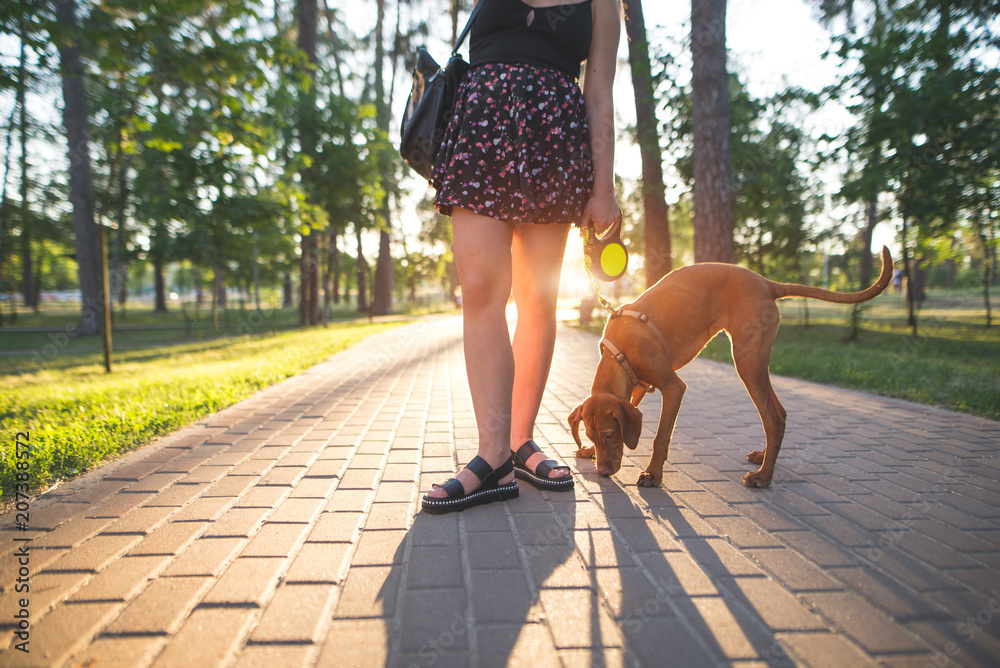 Beautiful dog on the leash and girl's feet in the park against the ...