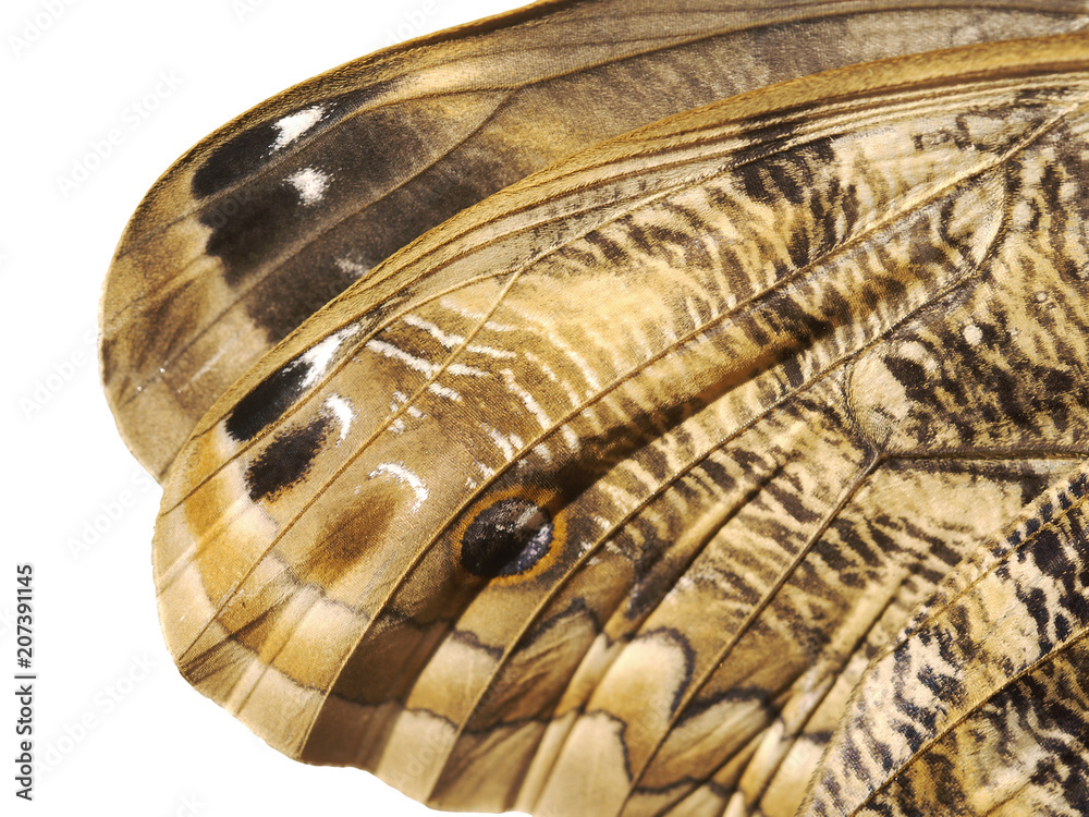 A fragment of a wing of the forest giant owl butterfly, Caligo ...