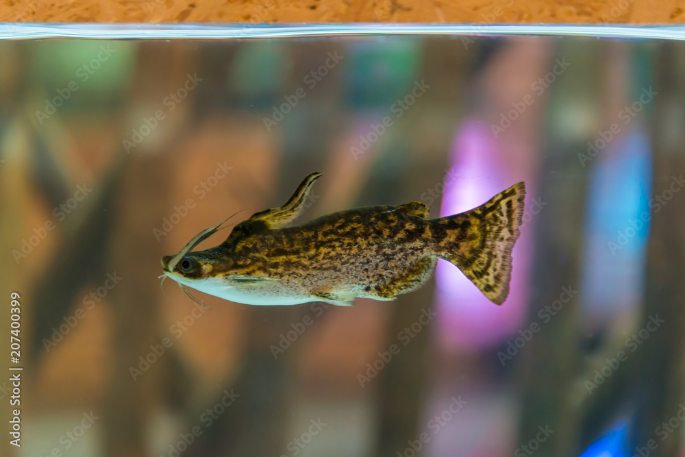Driftwood Catfish or Trachelyopterus fisher of the family ...