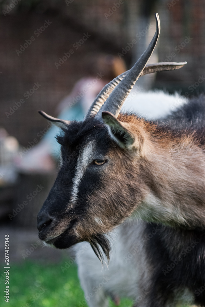 Funny Goat Face