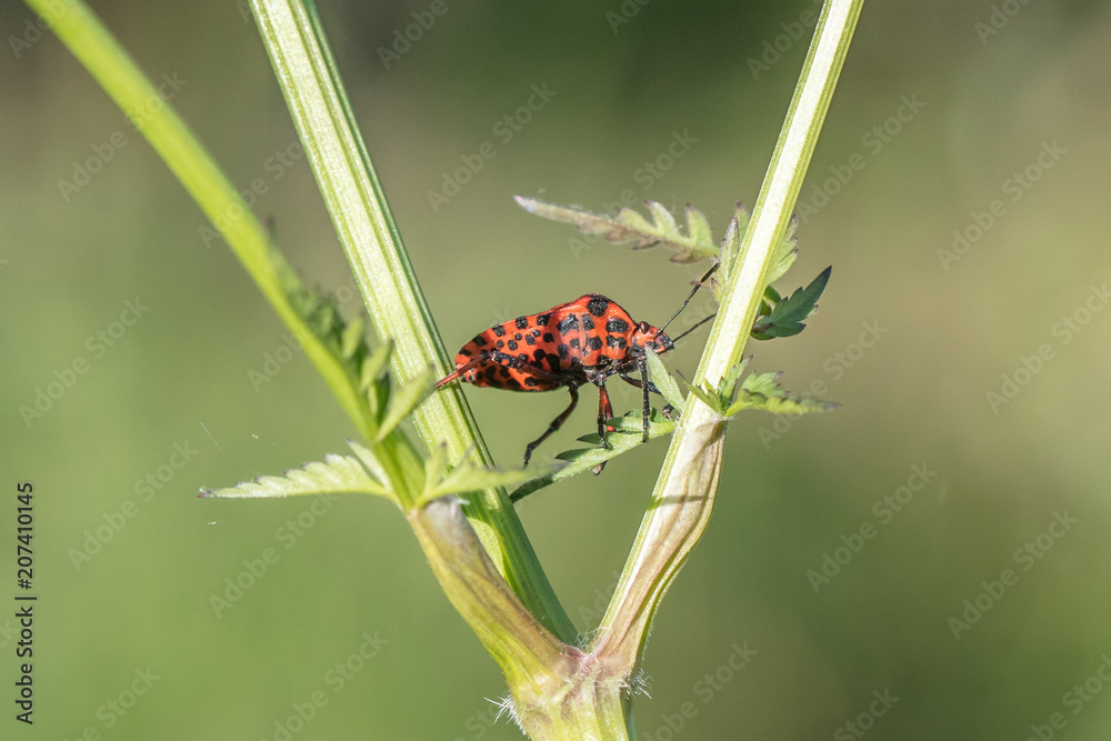 insekt Stock-Foto | Adobe Stock