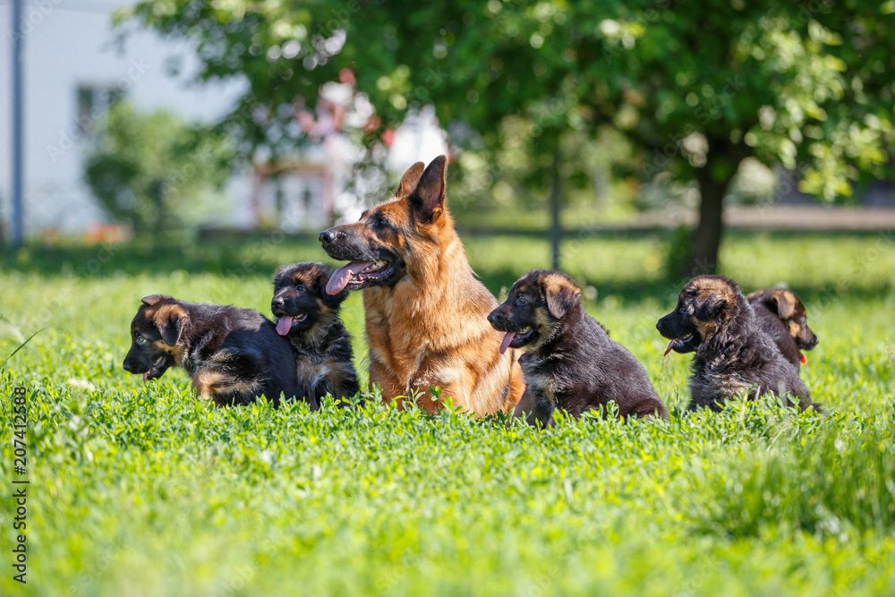 German shepherd with its puppies resting on green lawn Stock Photo ...