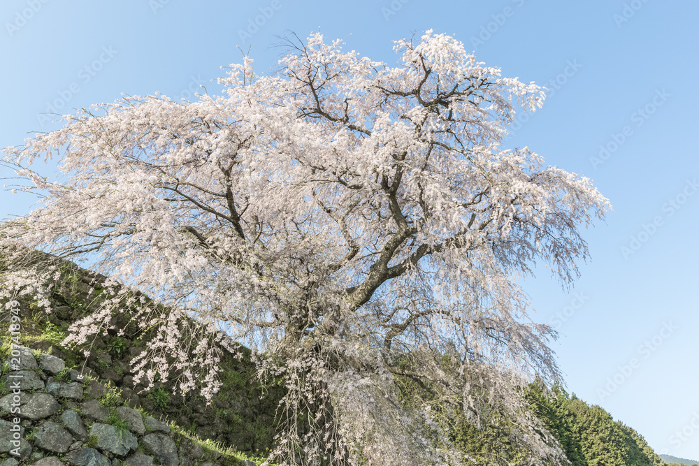 Matabei sakura , beloved giant draping cherry tree planted in Hongo ...