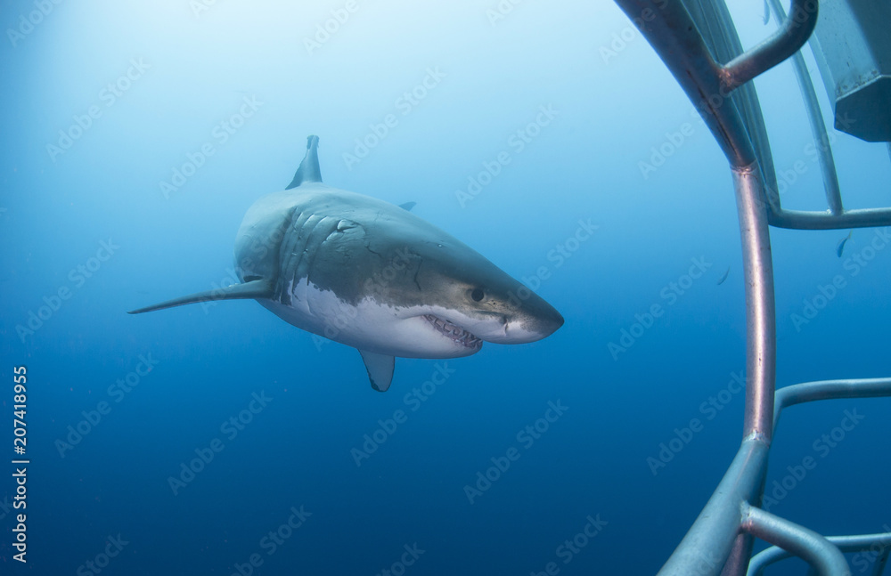 Great White Shark showing sharp rows of teeth in front of diving cage ...