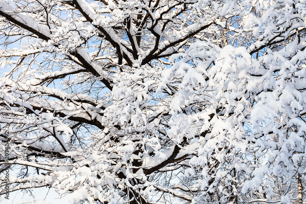 snow-covered branches of oak tree in forest park Stock Photo | Adobe Stock