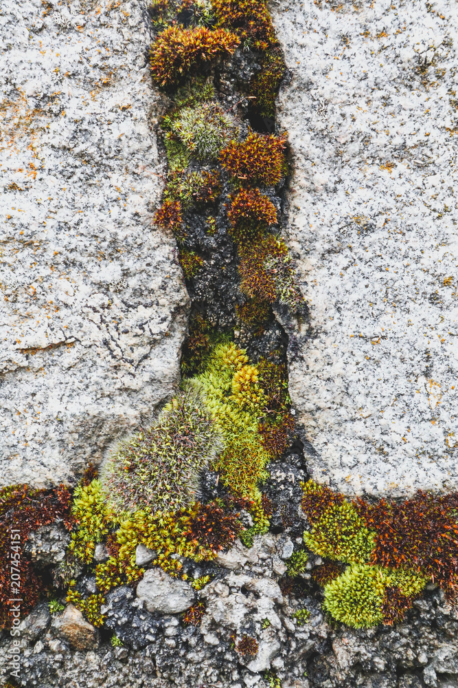 Bright green moss texture on the stone brick wall background. Photo ...
