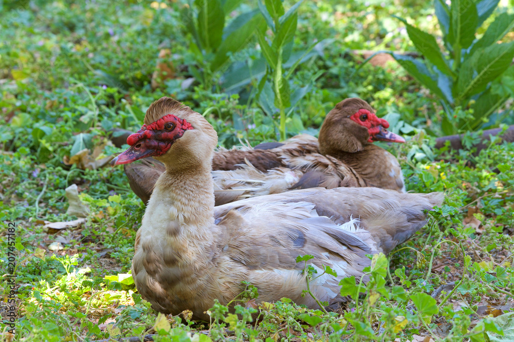 Two The Muscovy Ducks (Cairina moschata) resting in green foliage. The ...