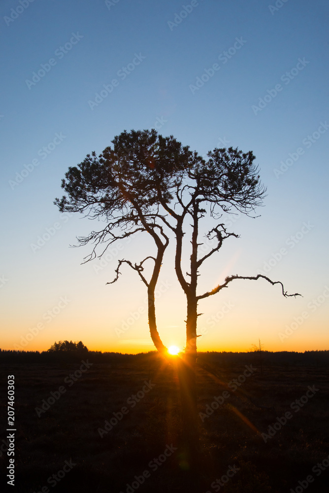 Pinus sylvestris - My sunrise tree Stock Photo | Adobe Stock