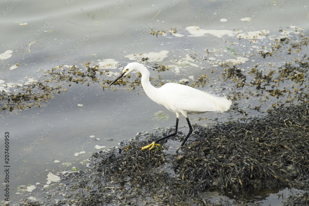 Aigrette garzette avec des pattes noires aux doigts jaunes au milieu de ...