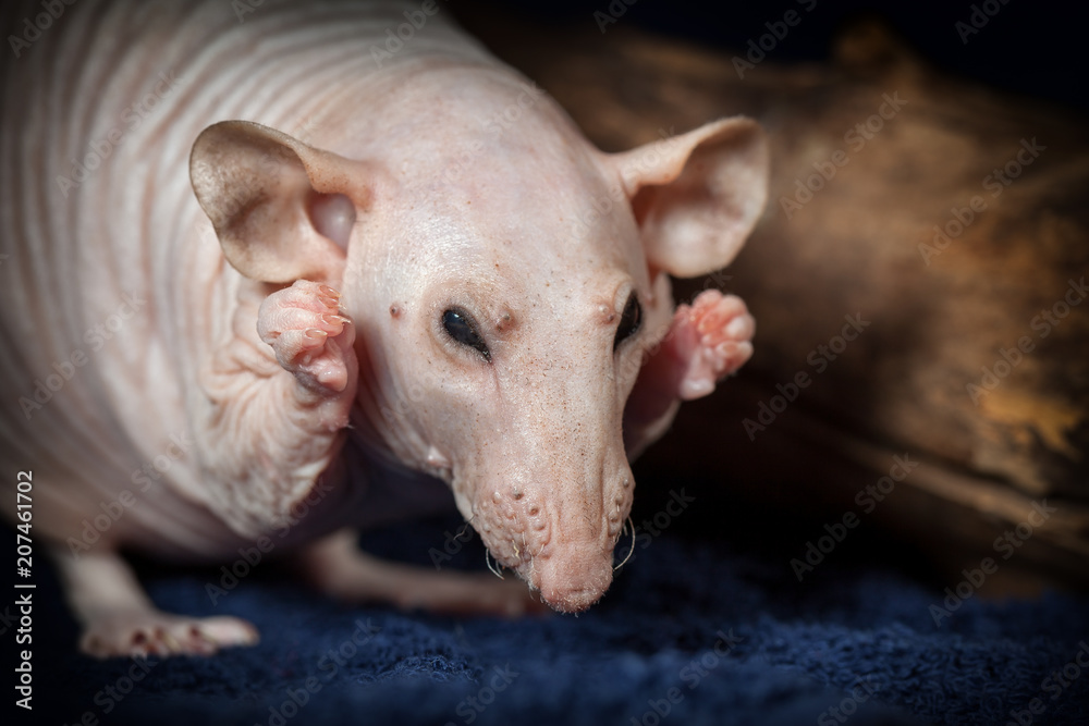 Hairless rat shows her beautiful nails Stock Photo | Adobe Stock