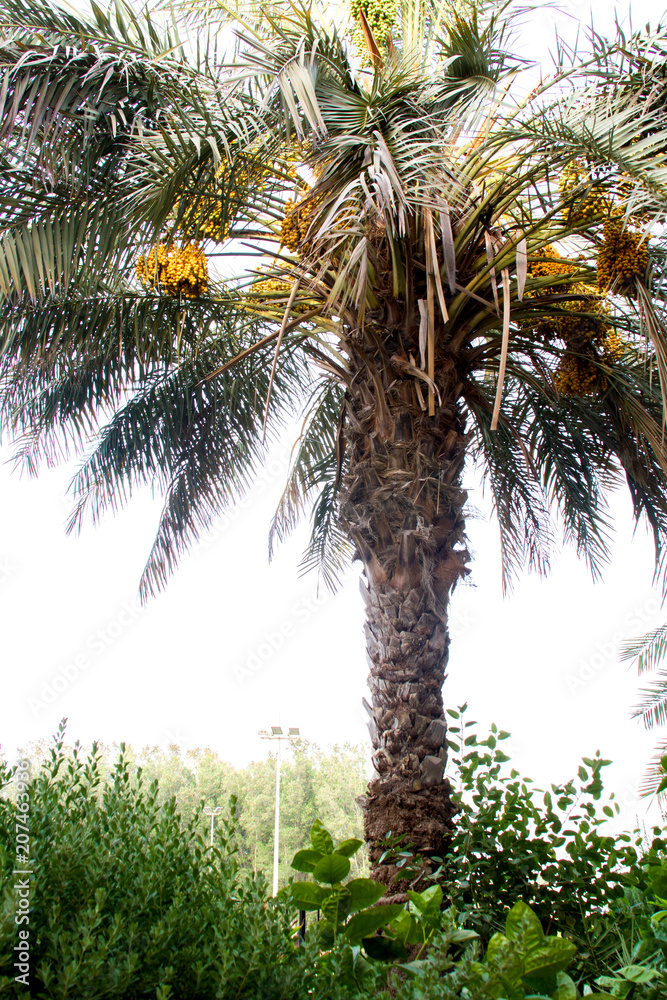 Dense bunches of yellow and dark brown ripen kimri dates with lot of ...