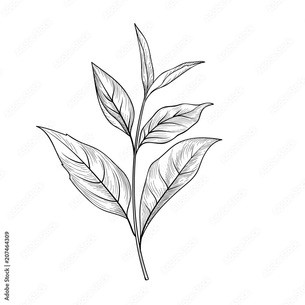 Green tea branch. Tea leaves sketch hand drawn herb plant Stock ...
