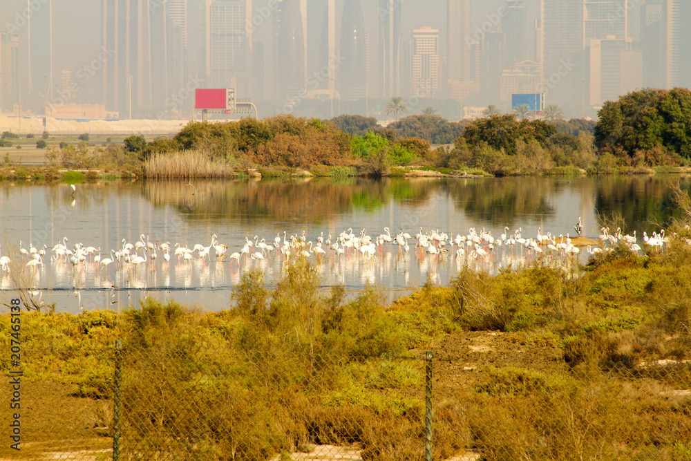 Foto de Nature - Ras al Khor Wildlife Sanctuary Dubai with Flamingo ...