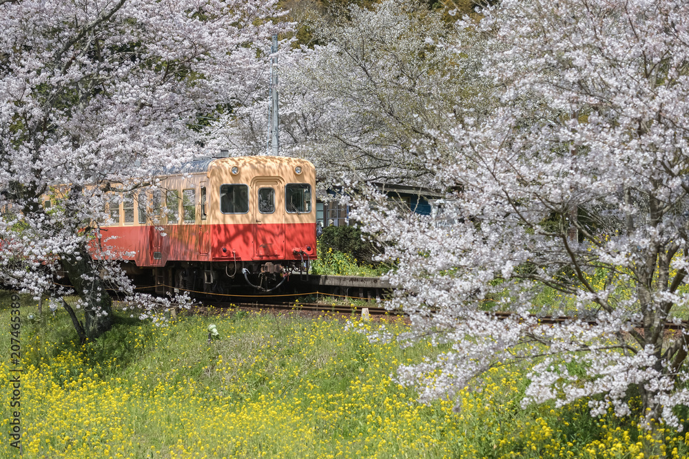 Kominato Tetsudo Train and Sakura cherry blossom in spring season. The ...