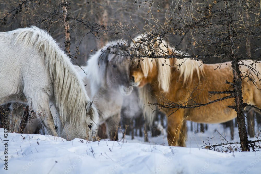 Yakut horse. Northern horse from Yakutia. Yakut horses graze at winter ...