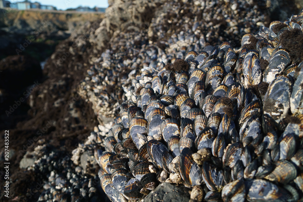 Mussels On Rocks