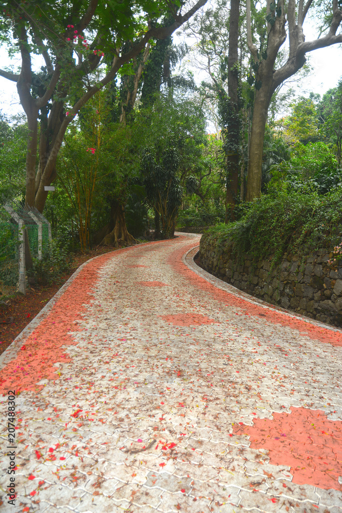 Curved path with fallen leaves in a forest covered with trees in ...