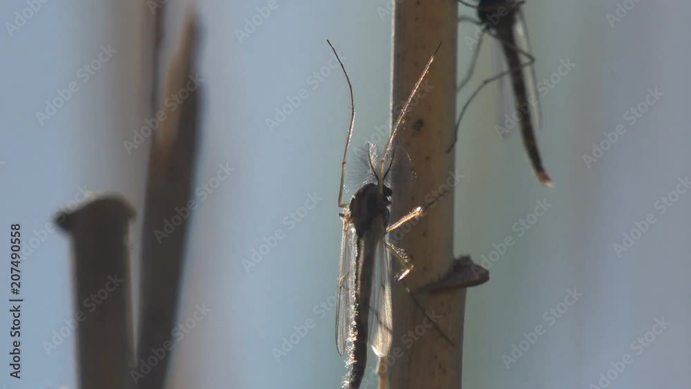 Insect close-up. Gnats and mosquitoes sits on horizontal leaf of grass ...